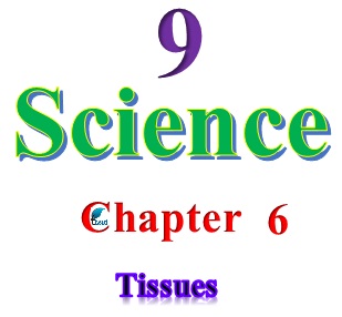 NCERT-Solutions-Class-9-Science-Chapter-6-PDF | Tiwari Academy - Free ...